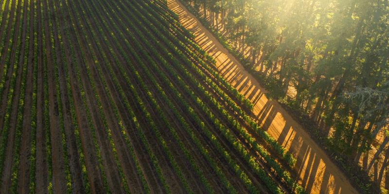 Thelema Mountain Vineyards - Premium Cabernet Sauvignon aus Stellenbosch